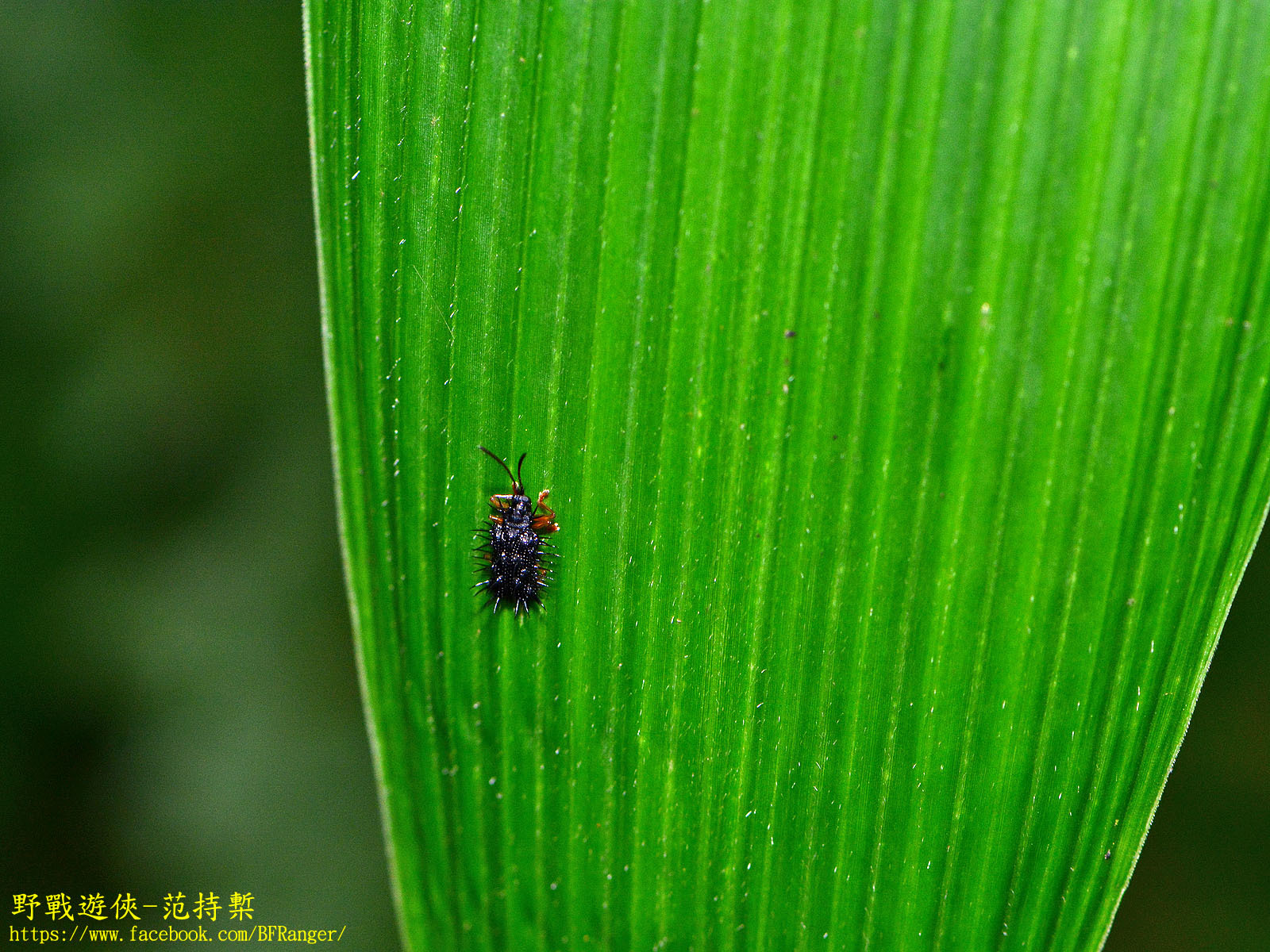 Dactylispa sauteri Uhmann, 1927