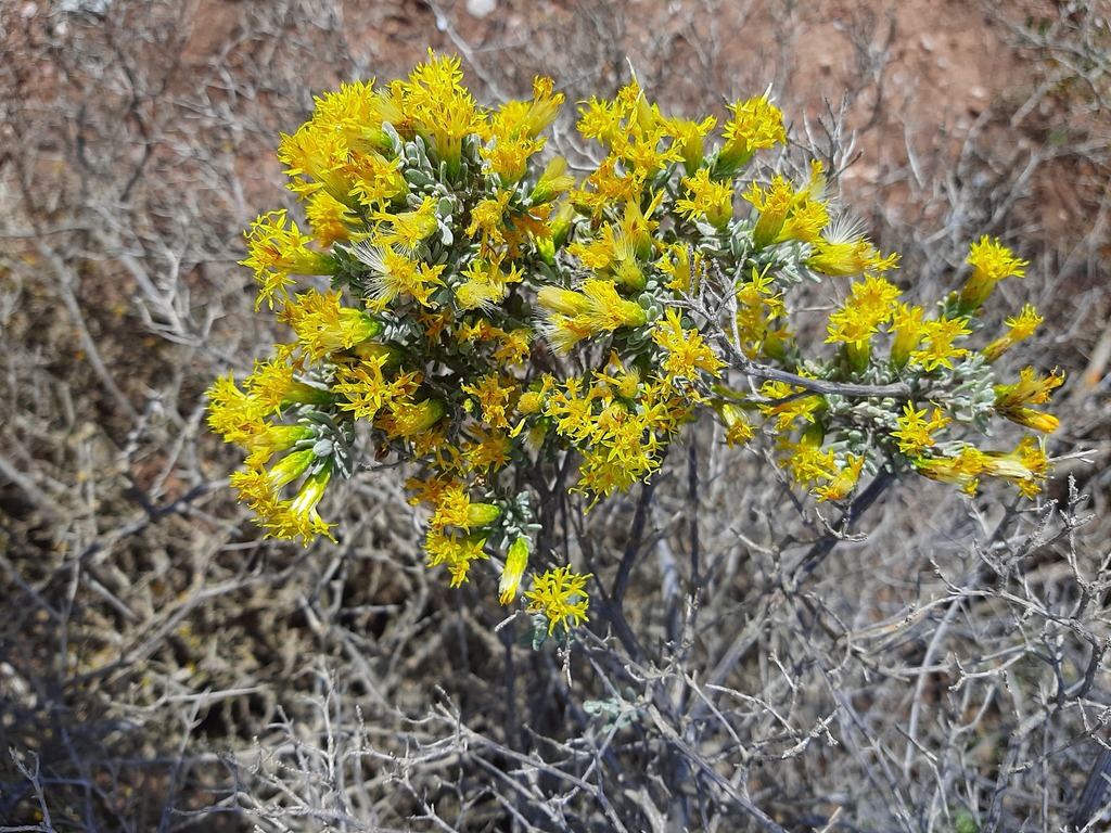 Ash Gumbush from South Cape DC, South Africa on September 27, 2020 at ...