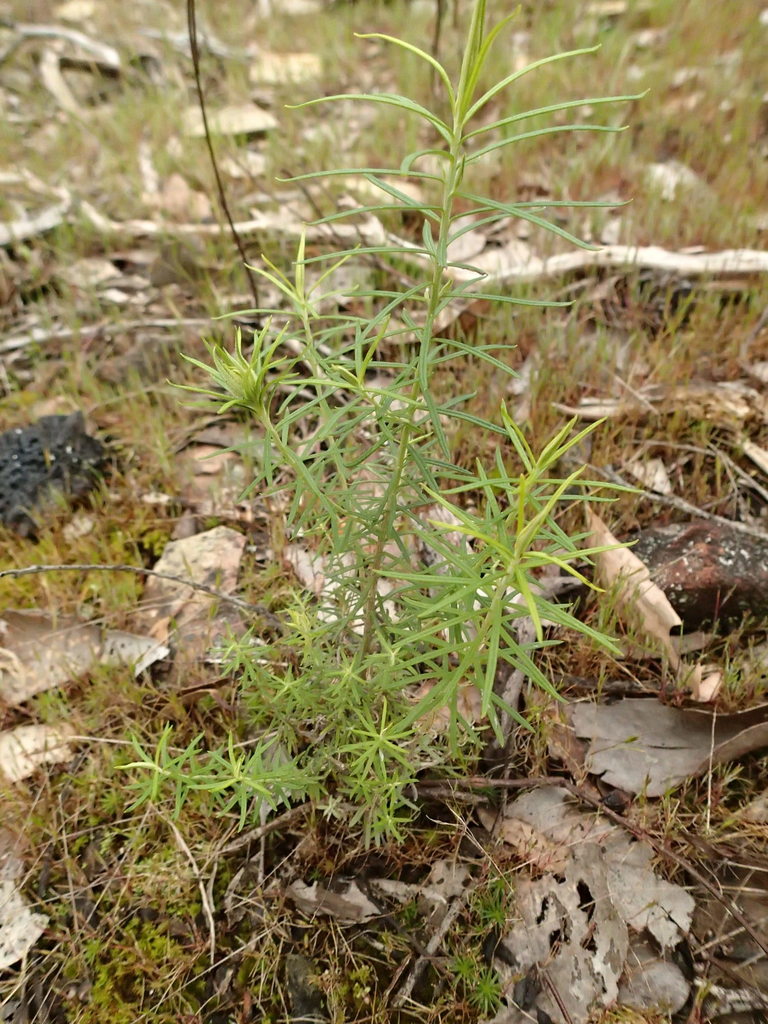 Shiny Cassinia (Cassinia longifolia) - Botanical Realm
