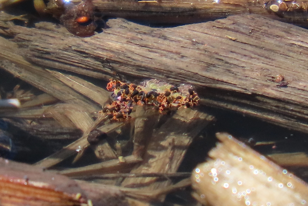 Redlegged Earth Mite from Jerrabomberra Wetlands, ACT, Australia on ...
