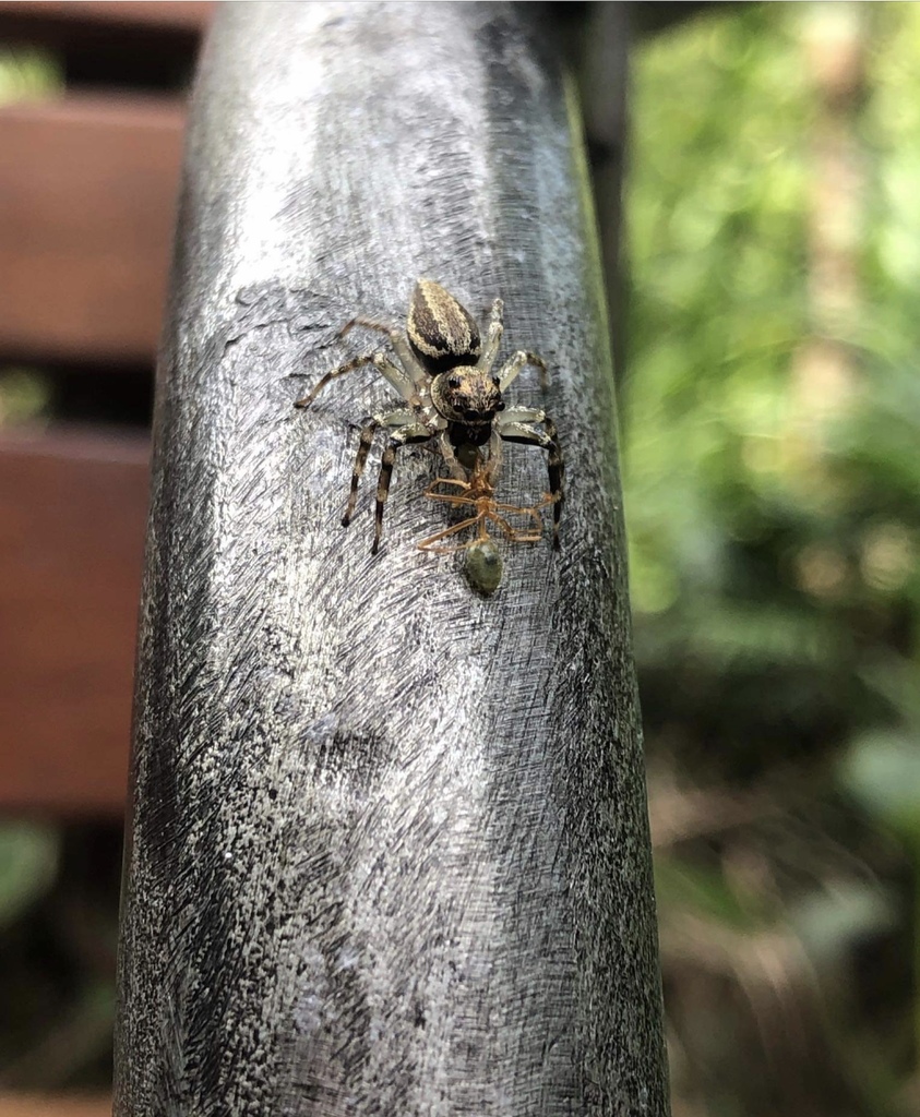 Swifts' Ant-hunter Spider from Cairns QLD, Australia on September 16 ...