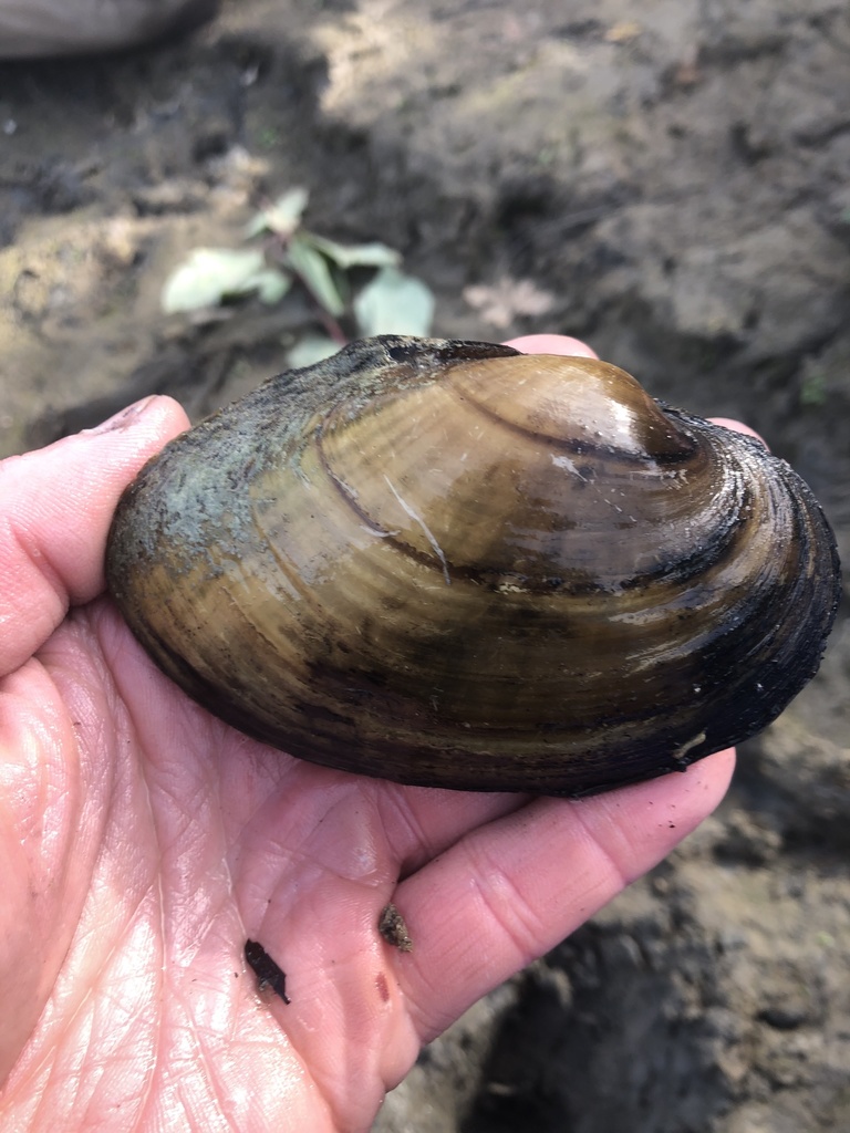 Plain Pocketbook from Assiniboine River, Winnipeg, MB, CA on September ...