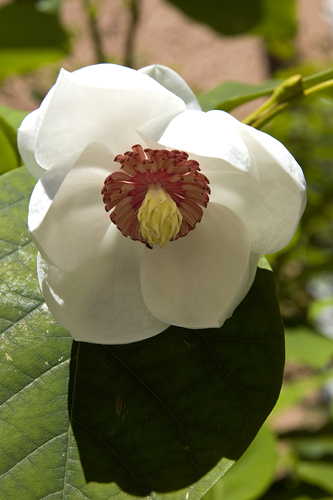 Magnolia wilsonii · NaturaLista Colombia