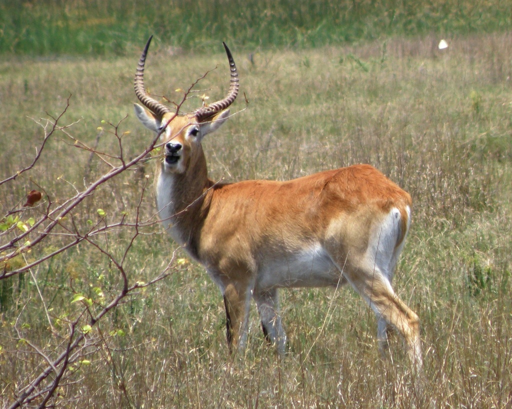 Lechwe (Kobus leche) - Know Your Mammals