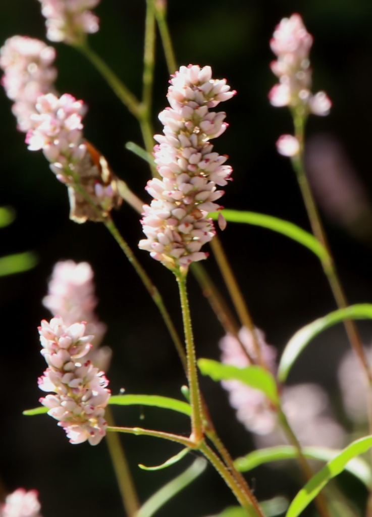 Pink Smartweed from Far North Central, San Antonio, TX, USA on October ...