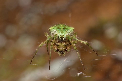 Joana's Ladder-web Spider (Telaprocera joanae) · iNaturalist United Kingdom