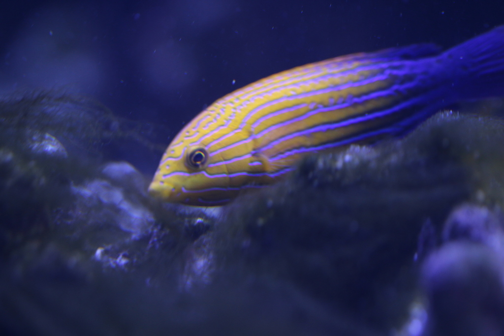 Anampses femininus (Guide des poissons osseux de Polynésie Française ...