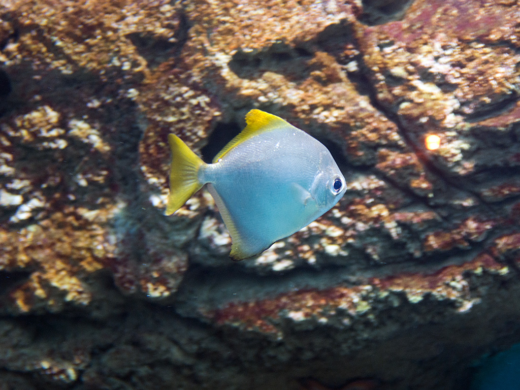 Diamondfish (Monodactylus argenteus) - Marine Life Identification