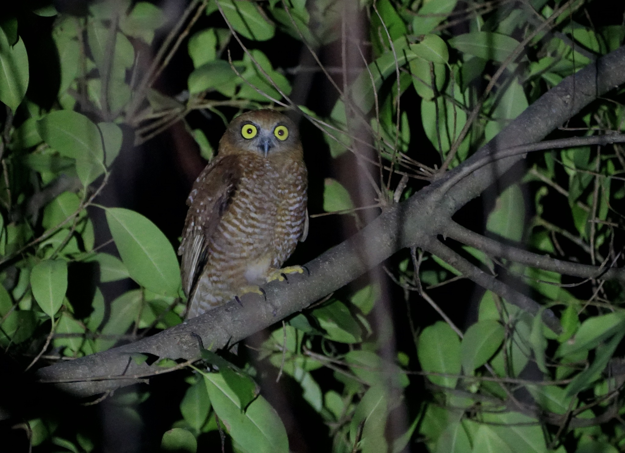 Ninox natalis Lister, 1889