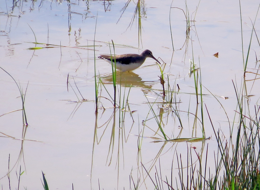Green Sandpiper from Южно-Казахстанская область, Казахстан on September ...