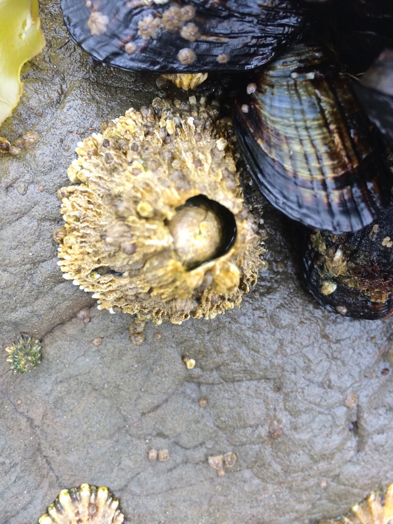 thatched barnacle (Multi-Agency Rocky Intertidal Network ) · iNaturalist