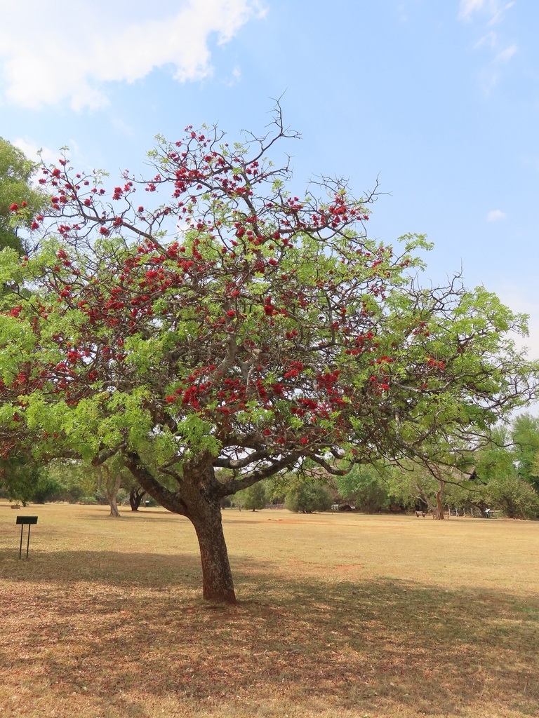 Weeping Boerbean (Magnoliopsida (Dicots) of the Mfolozi River catchment ...