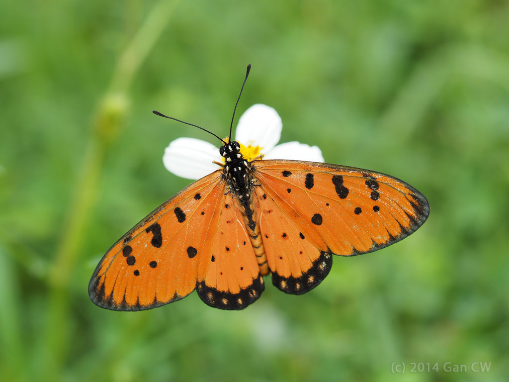 Tawny Coster (Butterflies of Bangalore) · iNaturalist