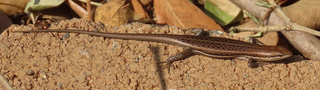 Variable Skink from Pretoria, South Africa on September 20, 2020 at 10: ...