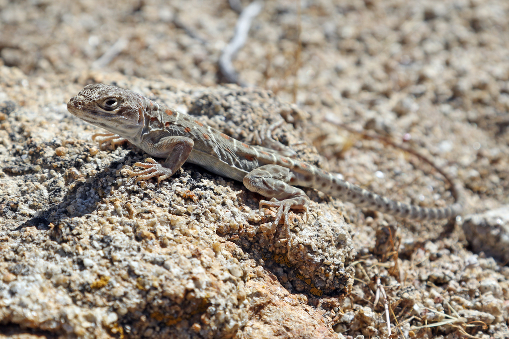 Cope's Leopard Lizard in September 2020 by jqrichmond · iNaturalist