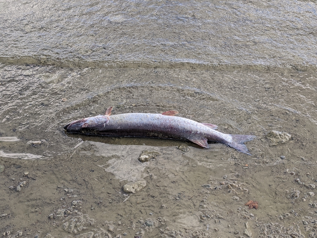 Muskellunge from Massie Township, OH, USA on October 2, 2020 at 02:30 ...