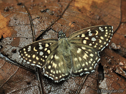 Spotted Angle (Butterflies of Bangalore) · iNaturalist NZ