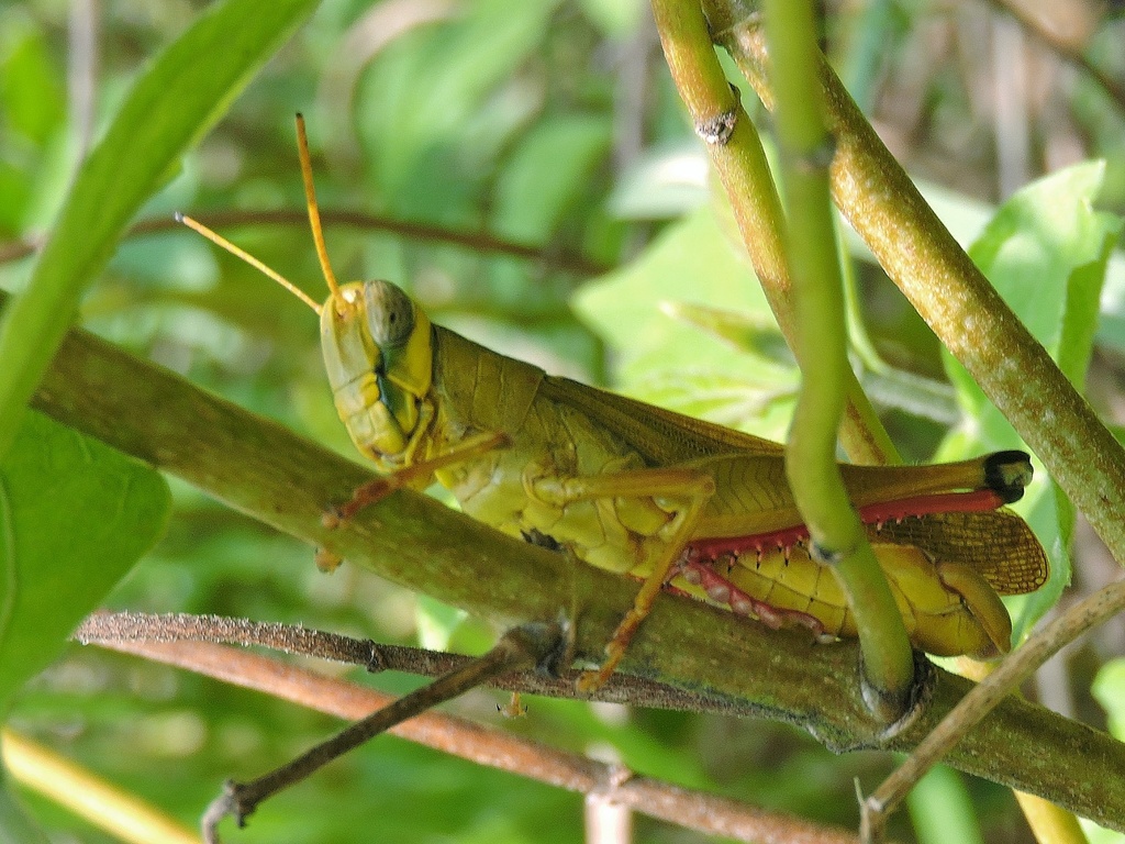 Choroedocus robustus from New Kenda on September 26, 2020 at 10:57 AM ...