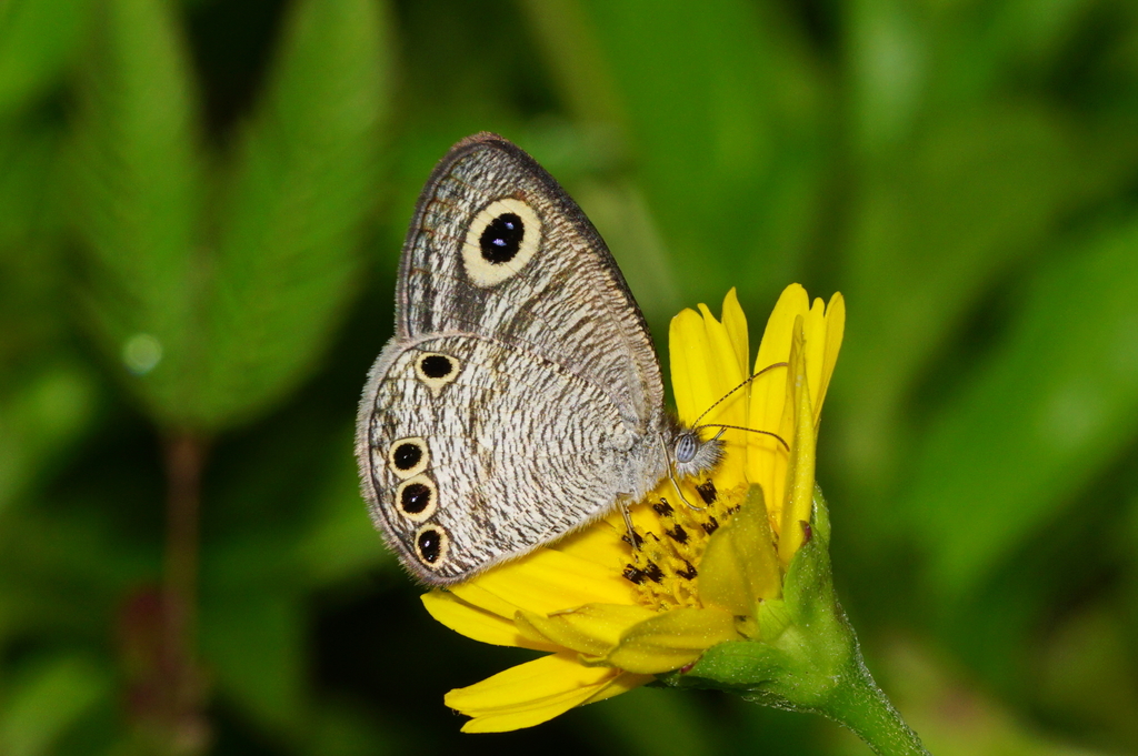 Common Four-ring (Butterflies of Bangalore) · iNaturalist