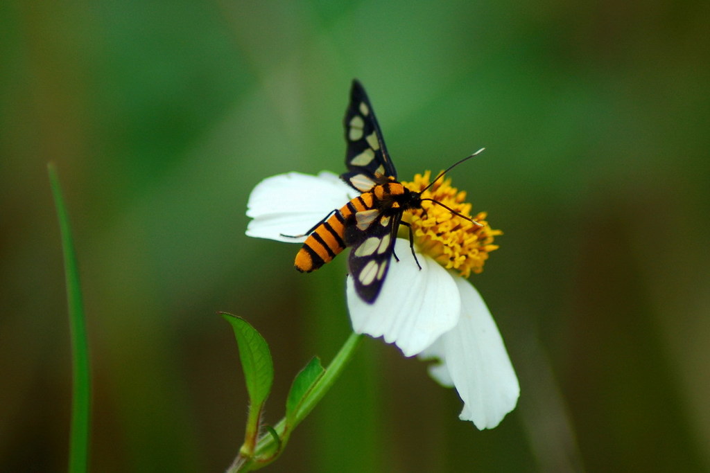 蕾鹿蛾 (西双版纳的蛾子) · iNaturalist