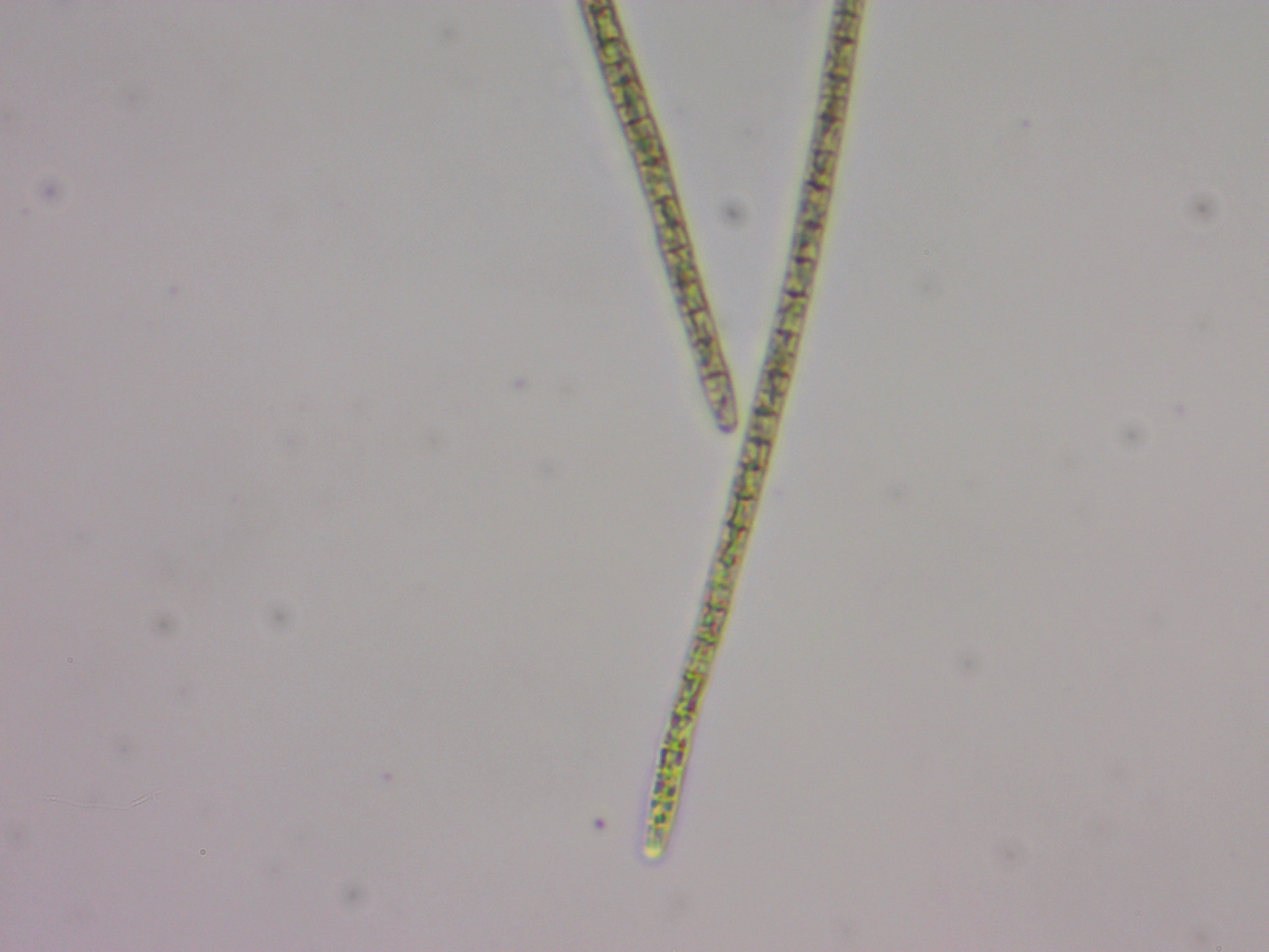 Planktothrix Anagnostidis & Komárek, 1988