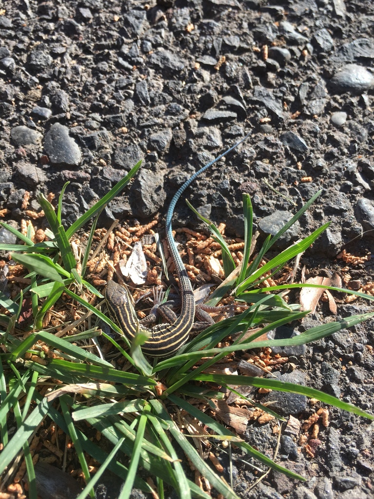 Plateau Striped Whiptail from The Cove Palisades State Park, Terrebonne ...