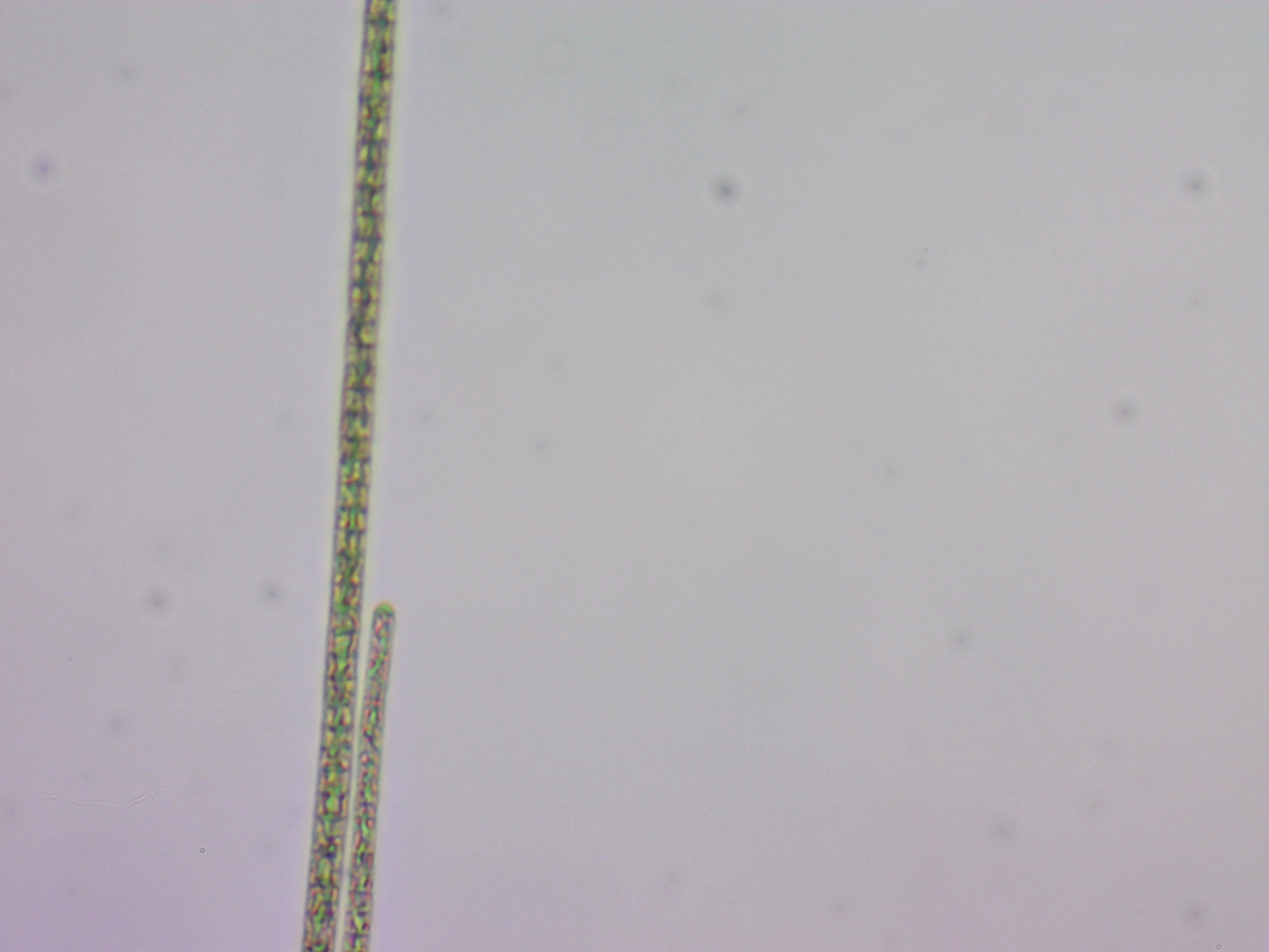 Planktothrix Anagnostidis & Komárek, 1988