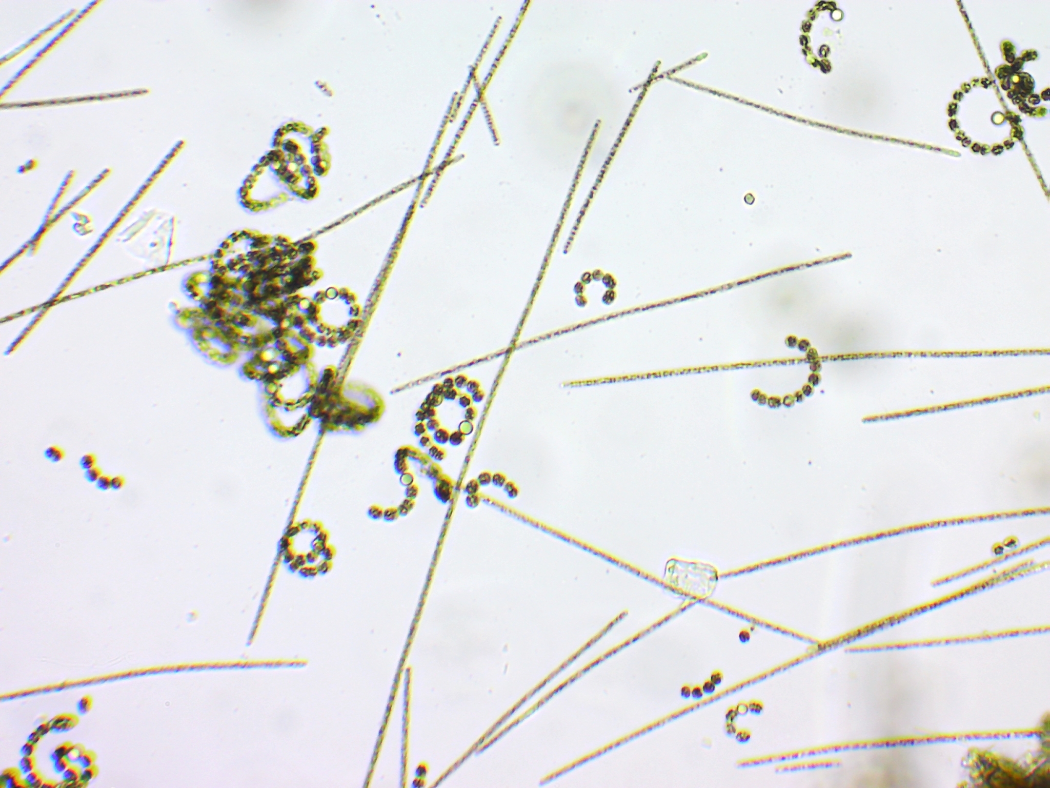 Planktothrix Anagnostidis & Komárek, 1988
