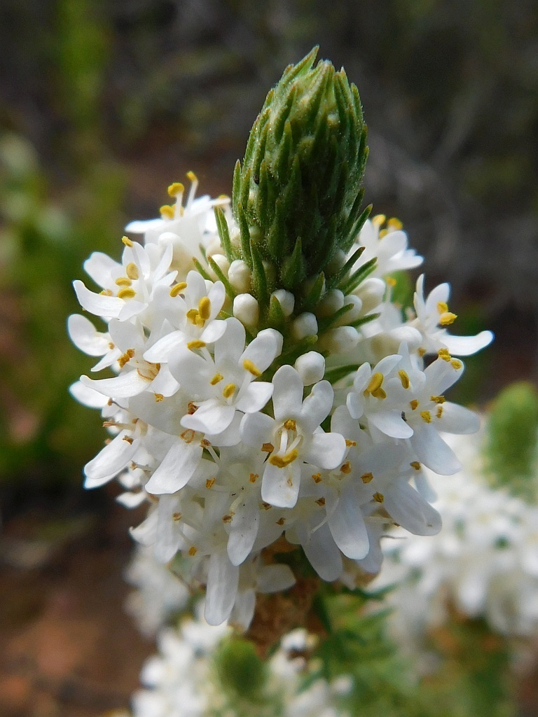 Bitterbushes from Genadendal, 7234, South Africa on September 27, 2020 ...