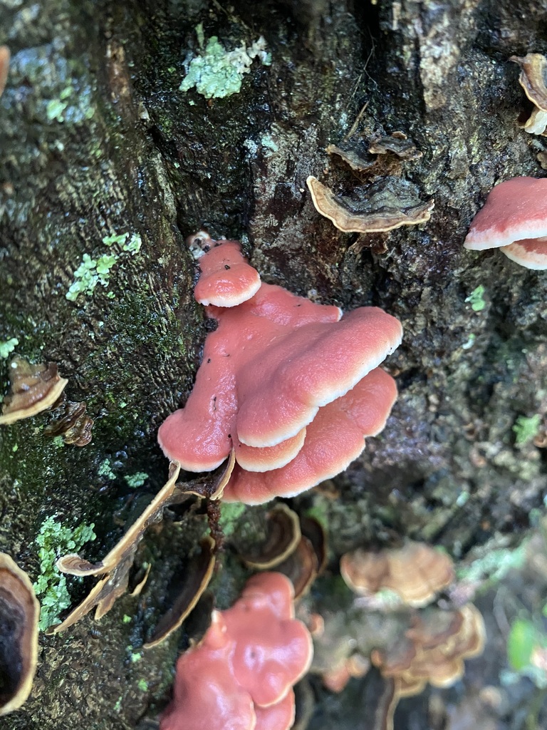 Coral-pink Merulius from Brown county state park on August 2, 2020 by ...