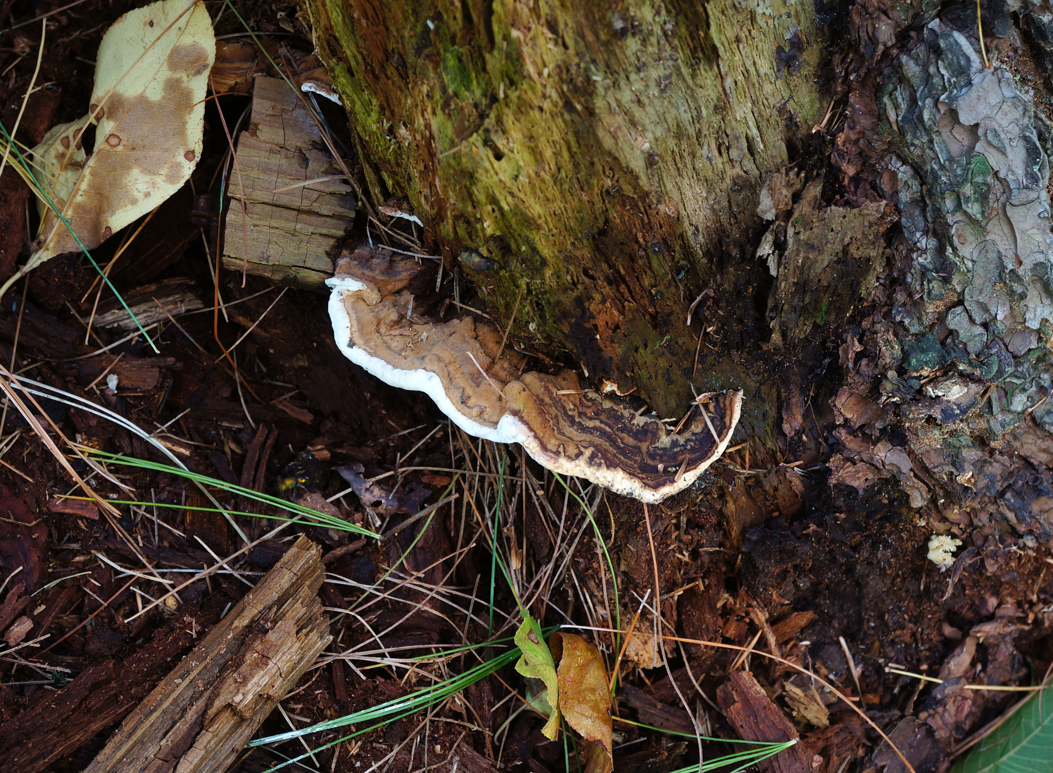 Heterobasidion irregulare Garbel. & Otrosina