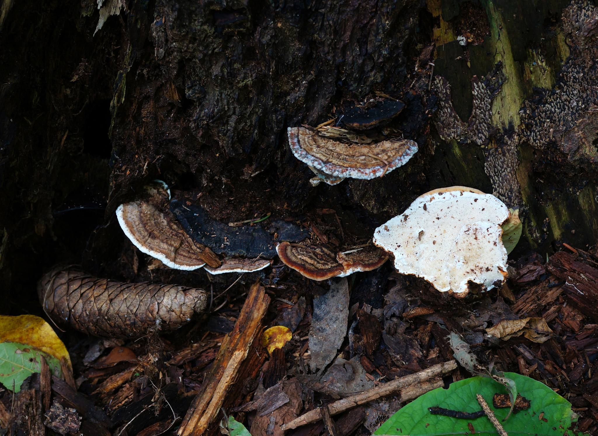 Heterobasidion irregulare Garbel. & Otrosina