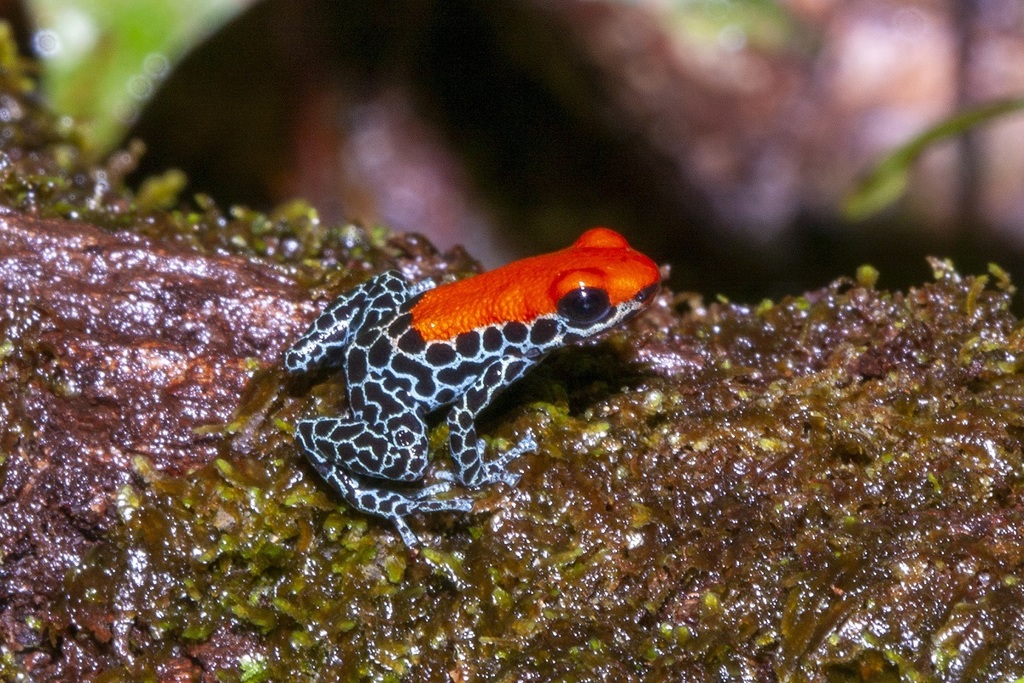 Red-backed Poison Frog from Allpahuayo Mishana Nature Reserve on ...