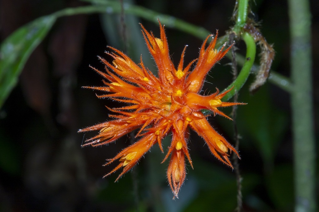 Gurania from Allpahuayo Mishana Nature Reserve on January 16, 2010 at ...