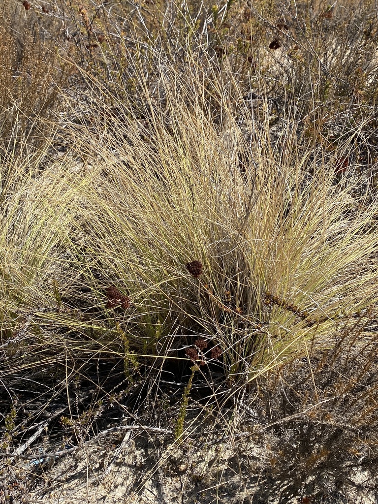 black bog-rush in October 2020 by mattsmart3 · iNaturalist