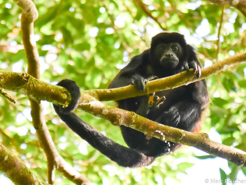 Howler Monkeys (Alouatta) - Know Your Mammals
