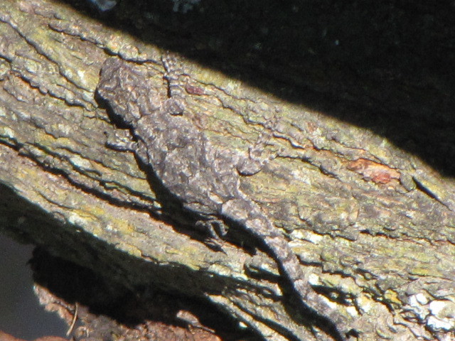 Tropical tree lizard from Yahualica de González Gallo, Jal., México on ...