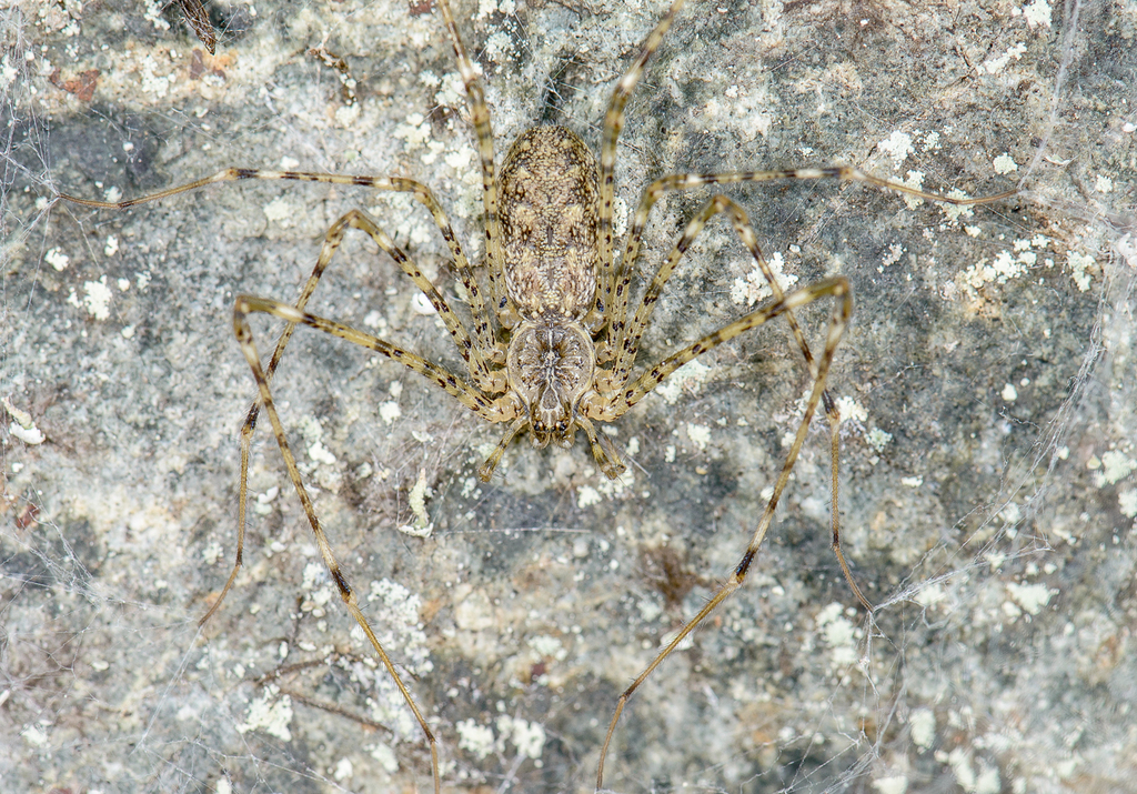 Hypochilus kastoni from Siskiyou County, CA, USA on August 11, 2017 at ...