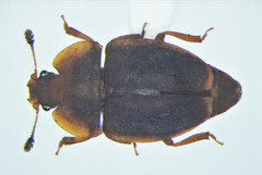 Epuraea nearctica: taxon details and analytics | biosurveys.org