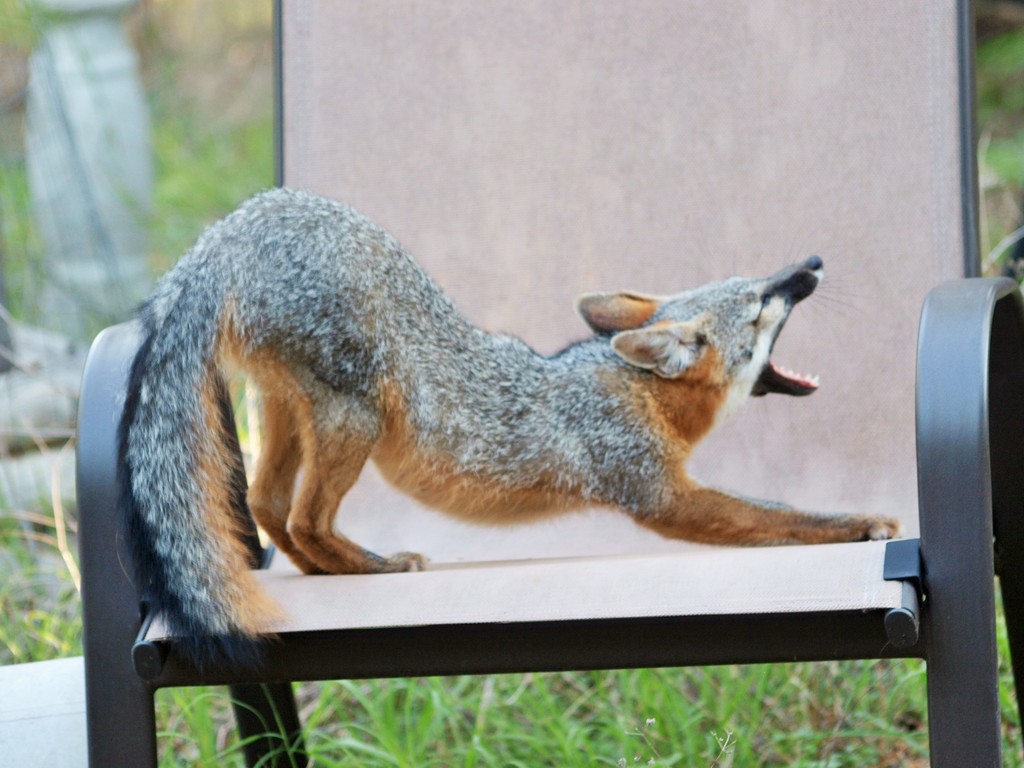 Gray Fox (Mammals of Oaxaca, MX - Wild Latitudes Tour) · BioDiversity4All