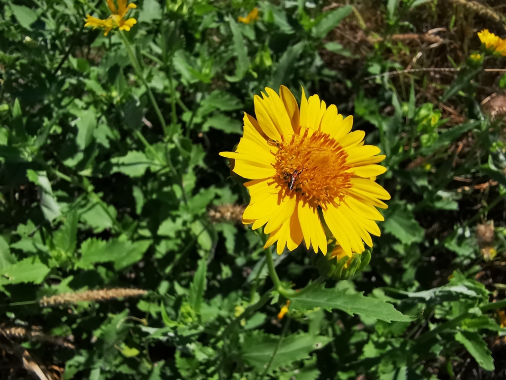 cowpen daisy from Centro de Lampazos de Naranjo, 65070 Lampazos de ...
