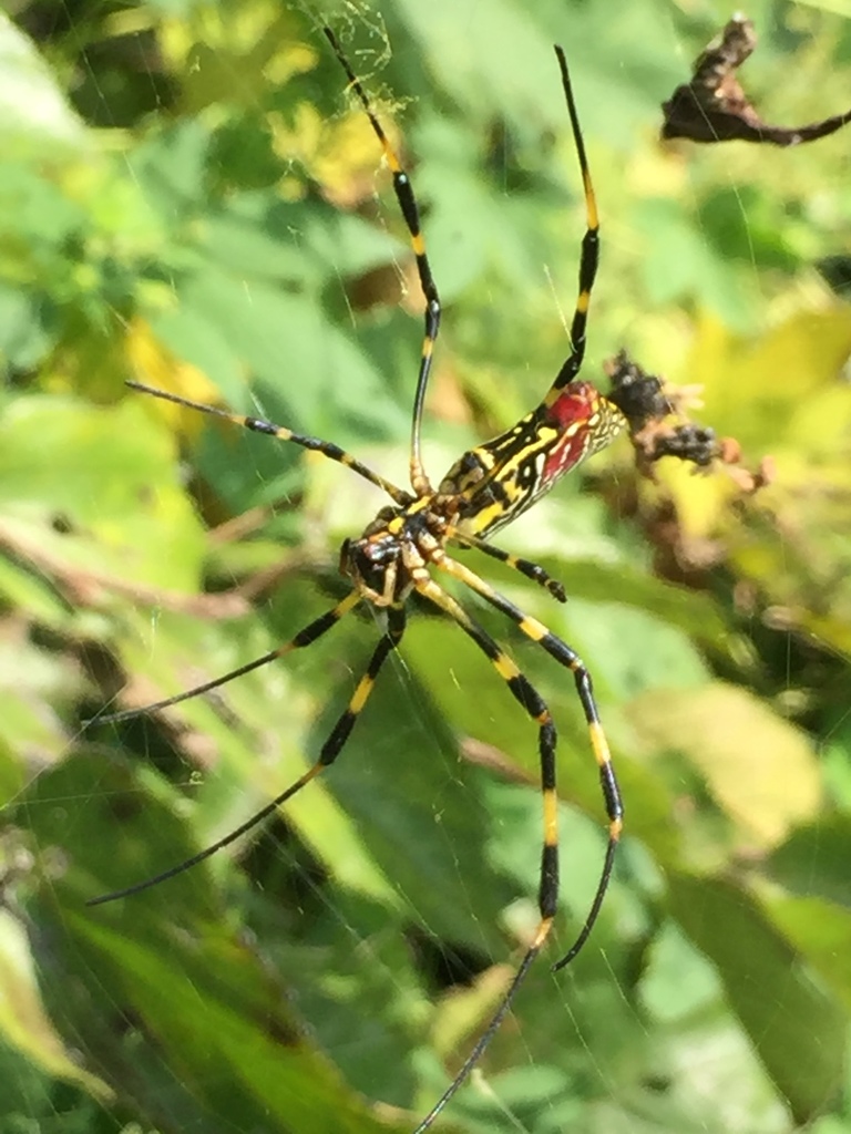 Joro Spider from Kamariyahigashi 4-Chōme, Kanazawa-Ku, Yokohama-Shi ...