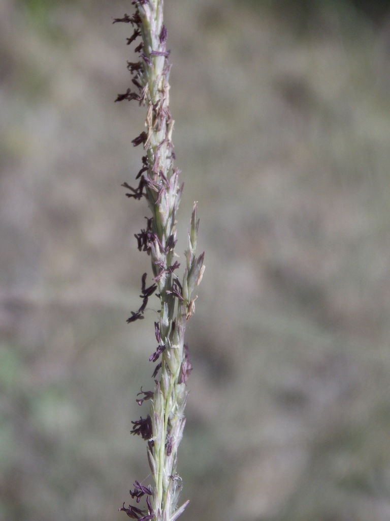 Sporobolus Compositus