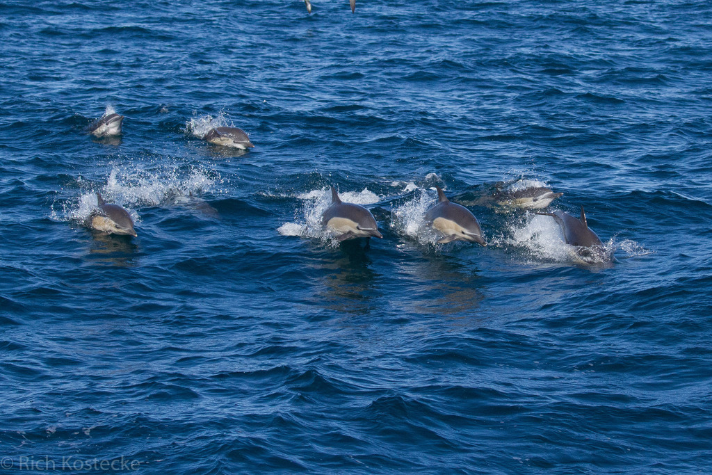 Common Dolphin from Monterey Bay, California, USA on September 08, 2015 ...
