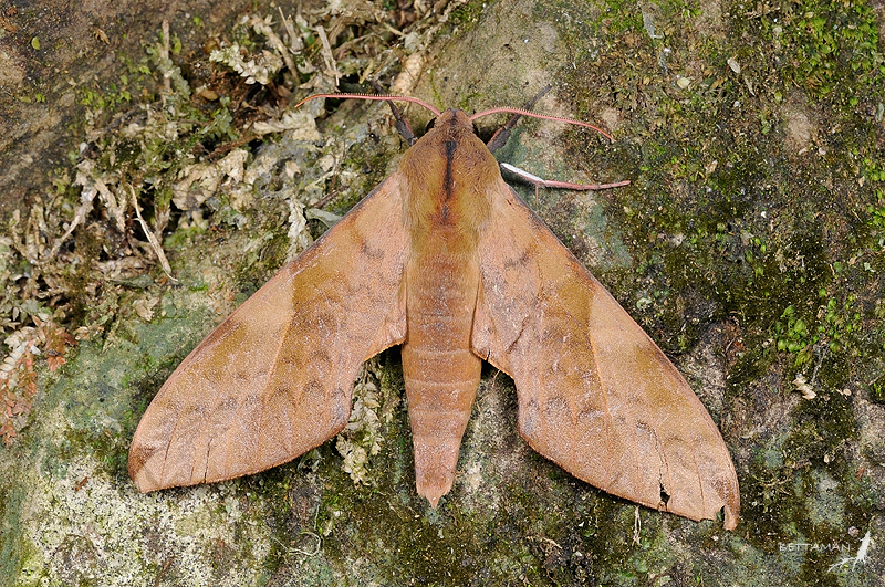 Clanis bilineata (Common Moths of Bangalore) · BioDiversity4All