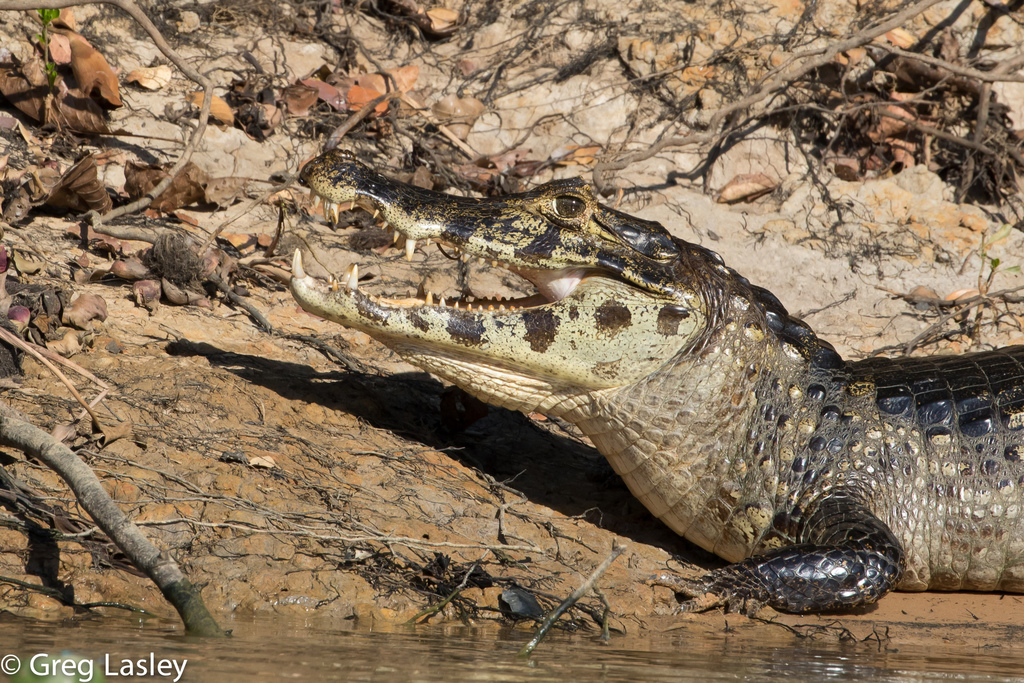 Yacare Caiman (Caiman yacare) - Marine Life Identification