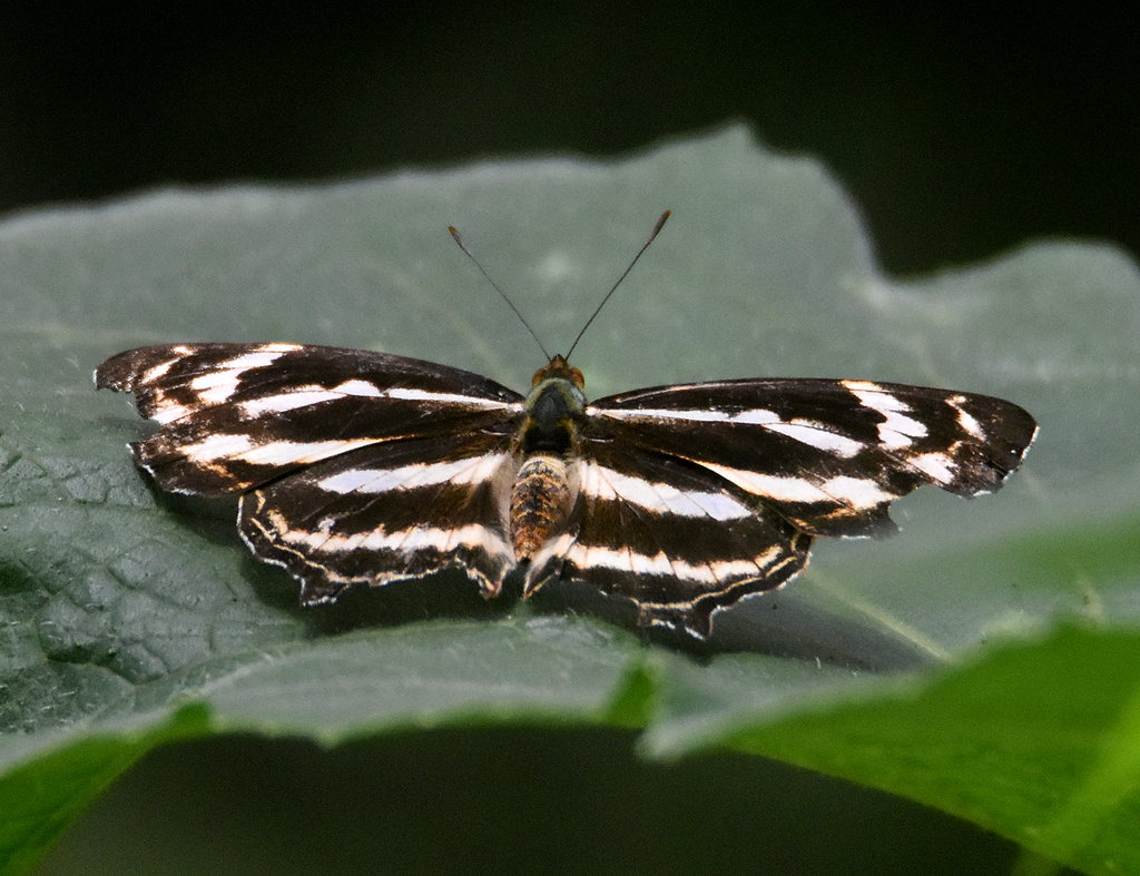 Common Jester from Valencia, Negros Oriental, Philippines on September ...