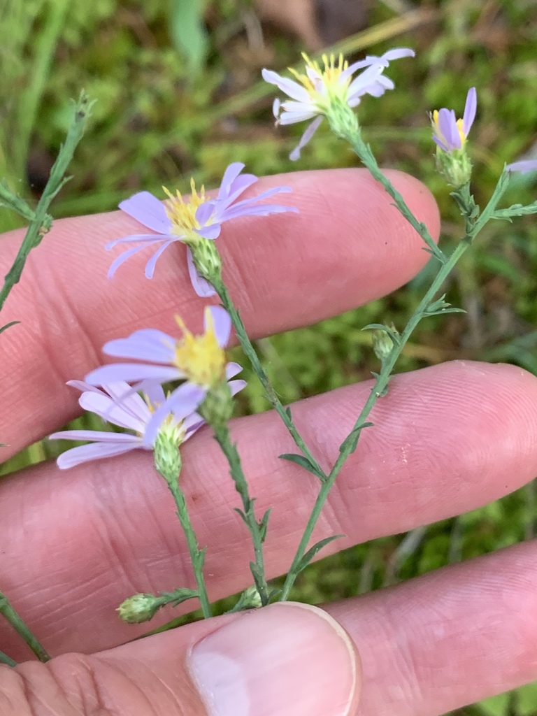 smooth blue aster from Water Tank Rd, Winchester, TN, US on September ...