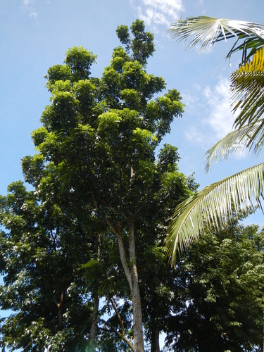 Toona calantas · iNaturalist