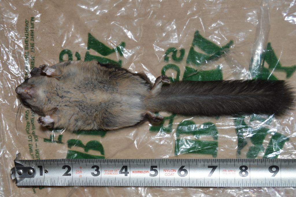 Humboldt's Flying Squirrel from 13505 SW 261st Pl, Vashon, WA 98070 ...